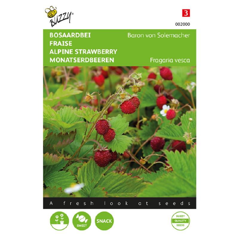 Tuinplus : Buzzy® Alpine strawberry Baron von Solemacher