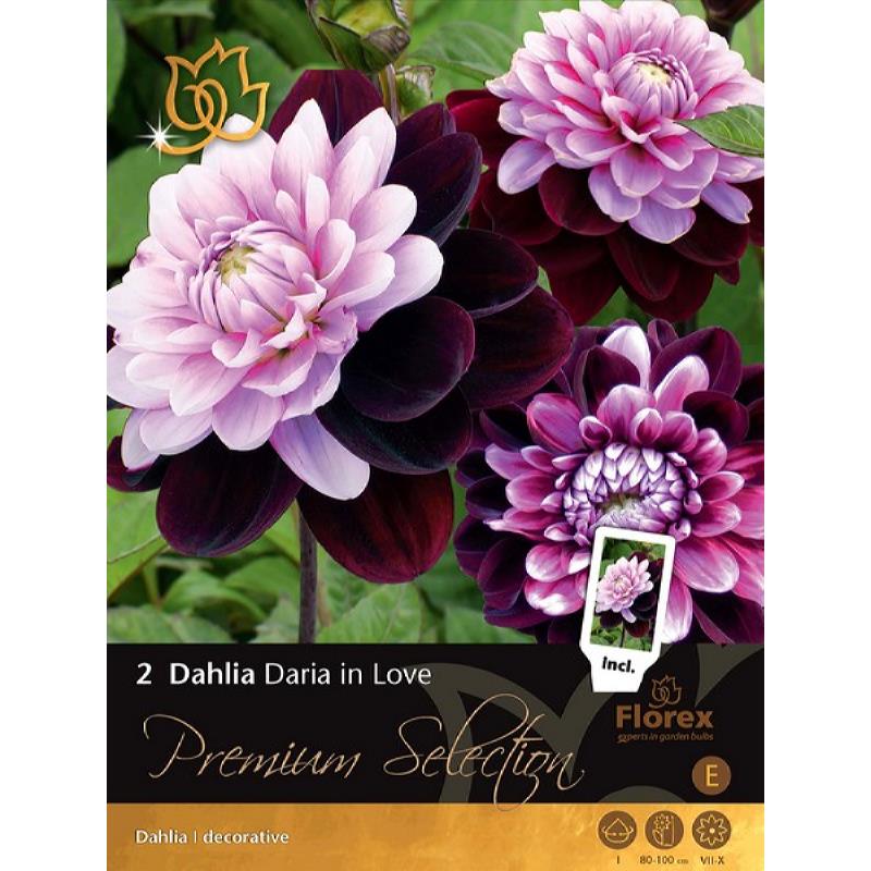Pieterpik : Premium Dahlia Decoratief Daria in Love 2st.